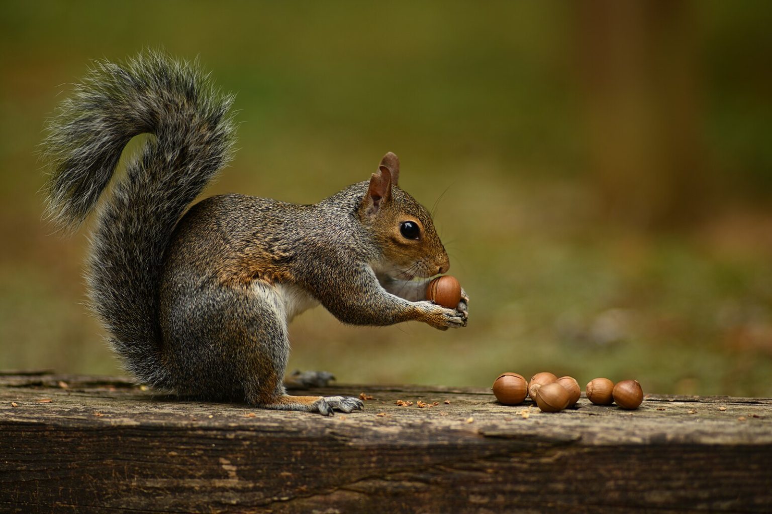 From Ghost Squirrels to Giant Waves: The Wildest Facts About These Tiny ...